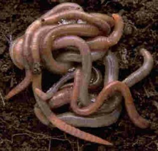 how to grow your own earthworms